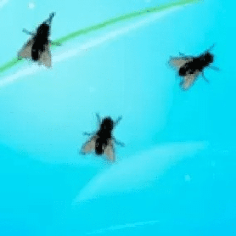 Fly on Desktop скачать на Windows бесплатно